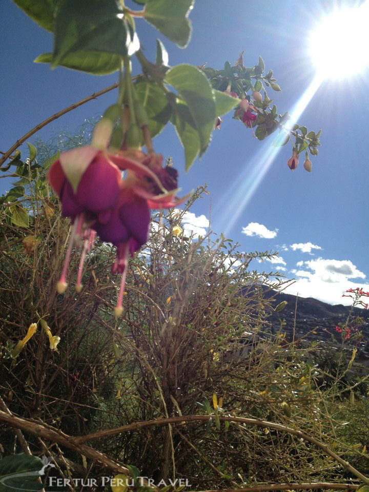 cantuta_flower | Peru Travel Blog