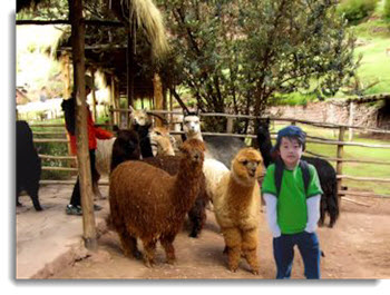 Awanacancha – a great attraction for children in the Sacred Valley of ...