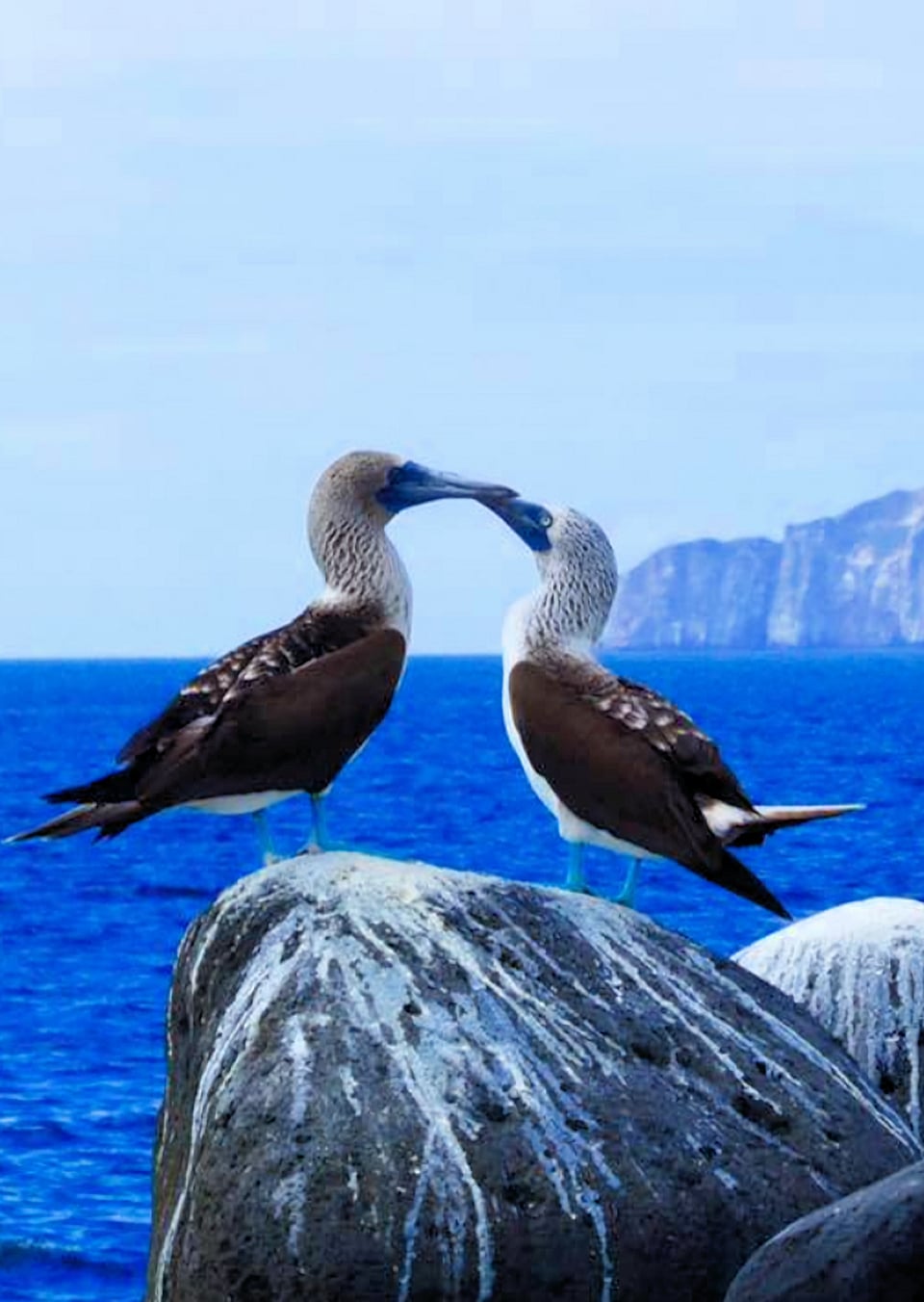 Galapagos Blue Footed Boobies Kiss Peru Travel Blog